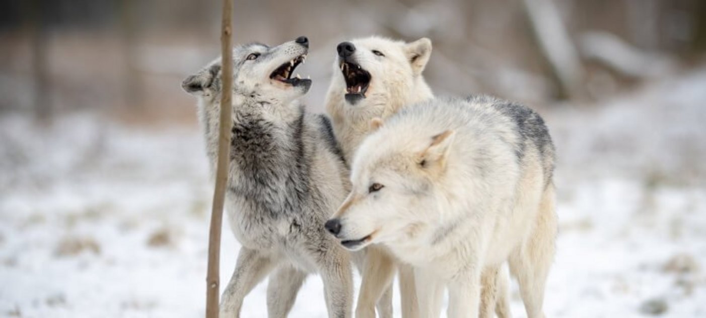 Vetmeduni: The Wolf Science Center