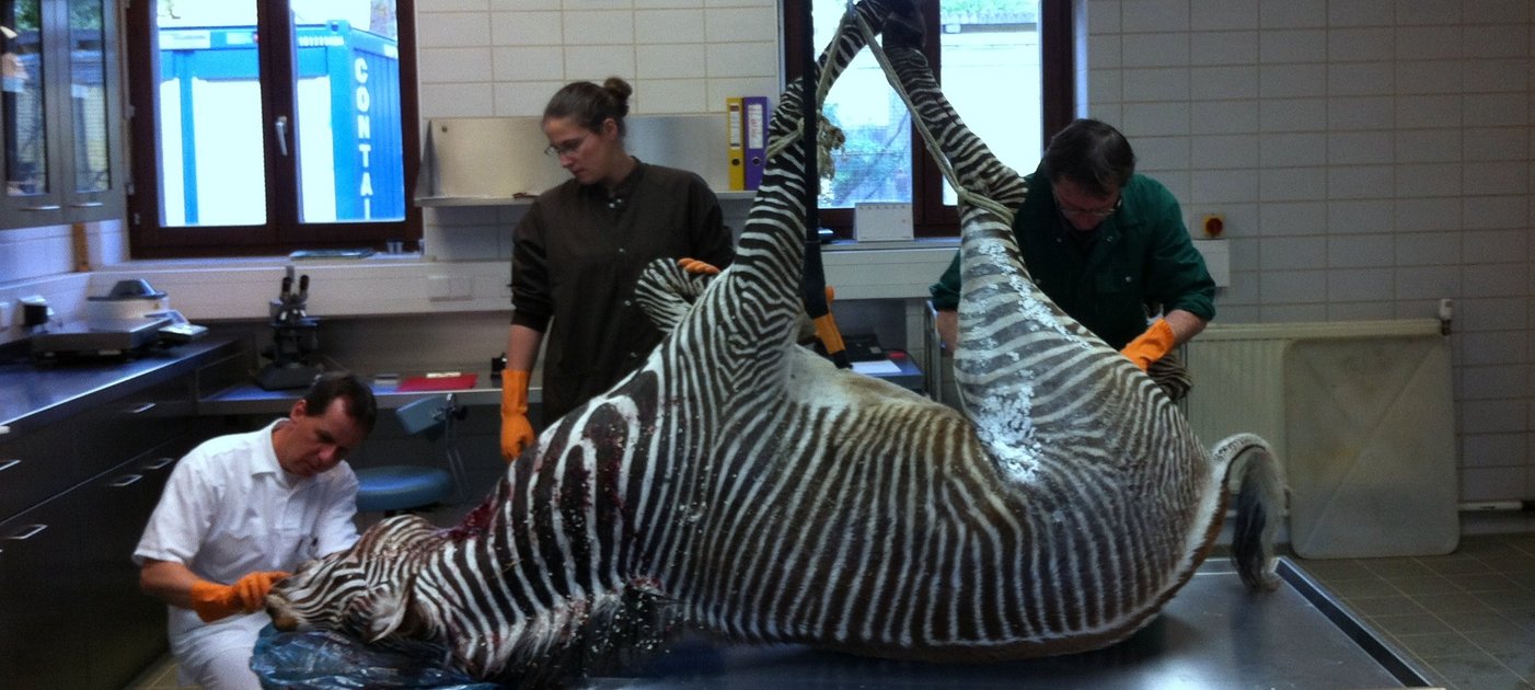 Vetmeduni: Pathology lab