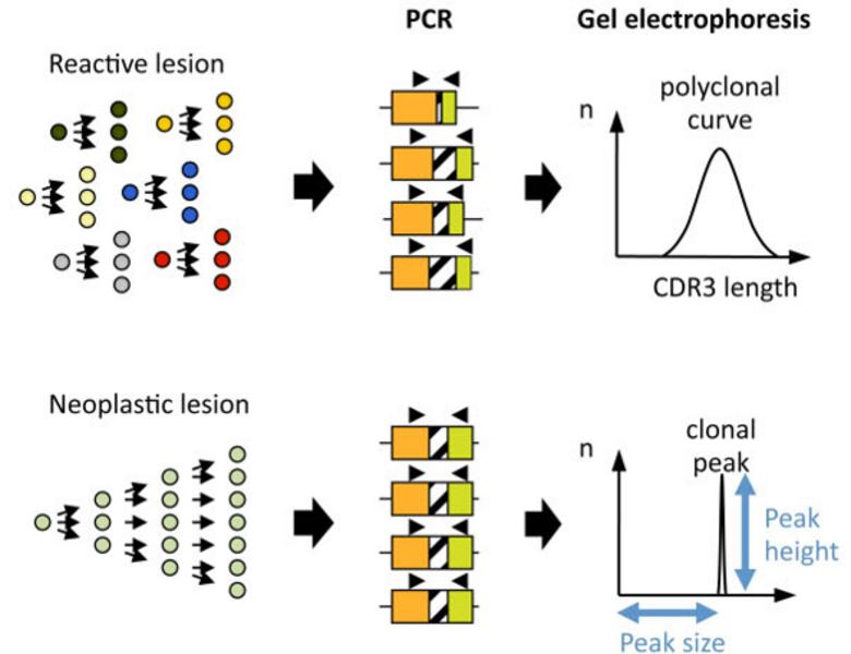 Vetmeduni: Klonalitätsprüfung von Lymphozyten