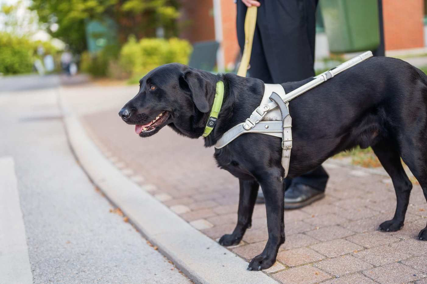 Vetmeduni: Research for guide dogs