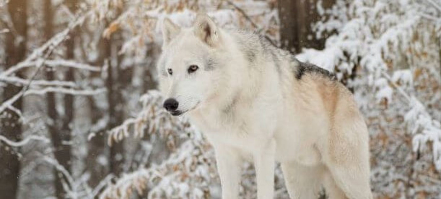 Vetmeduni: The Wolf Science Center