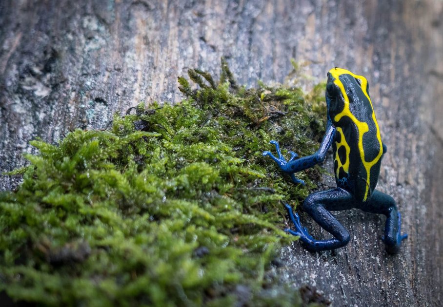 Vetmeduni: Konrad Lorenz Institute of Ethology