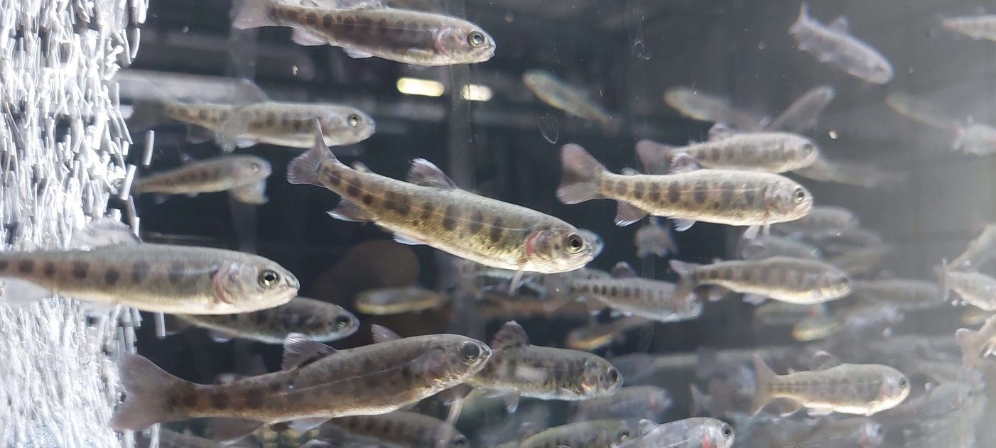 Vetmeduni: Fischgesundheit