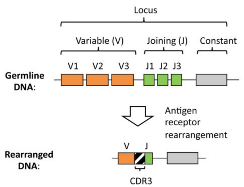 Vetmeduni: Klonalitätsprüfung von Lymphozyten
