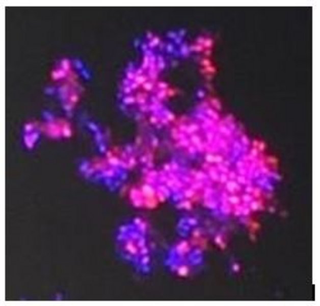 Vetmeduni: Ruminant Module